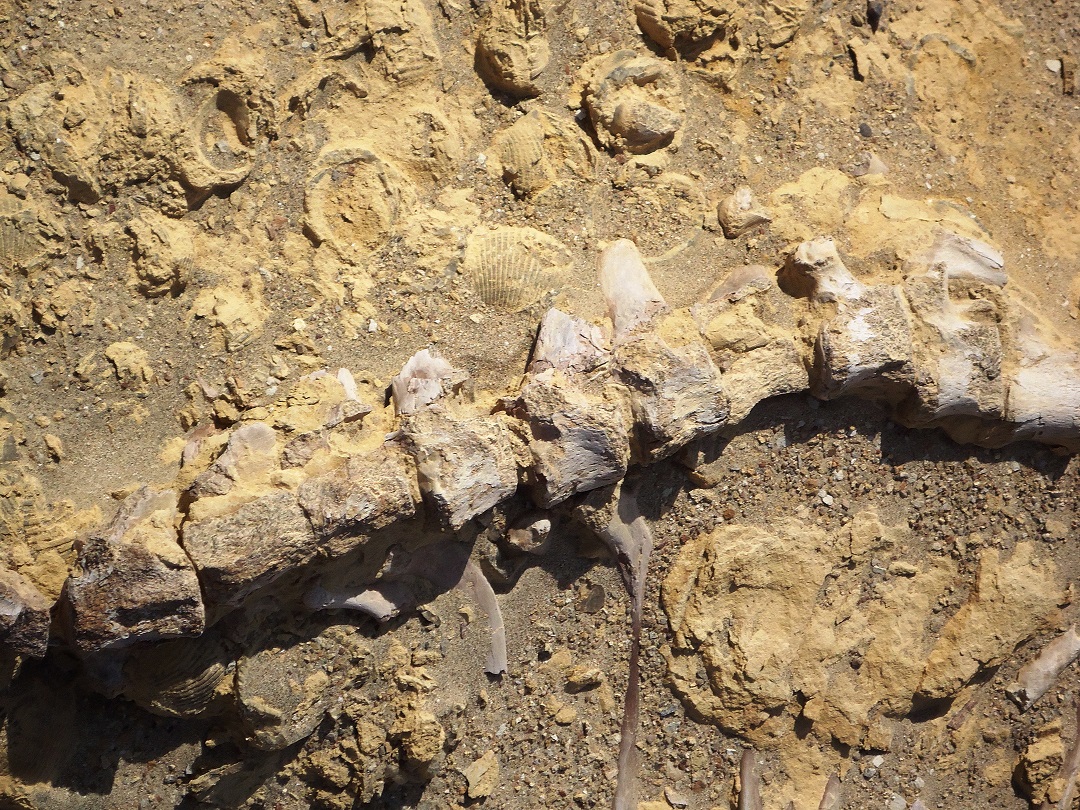 Cementerio Paleontológico de Ocucaje » Recurso Turístico - Ica, Ica ...