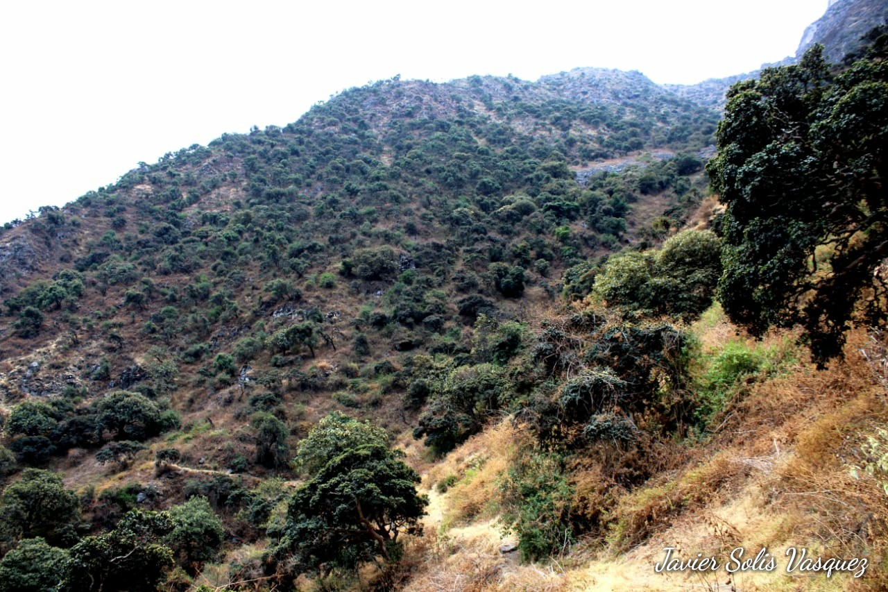 Bosque de Mayhuayqui » Recurso Turístico - Lima, Huarochiri, San Andrés ...